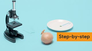 How to observe cells under a microscope - Living organisms - KS3 ...