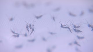 Why a Scottish lab is breeding mosquitoes - BBC News