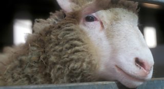 Genetically modified animals - BBC News