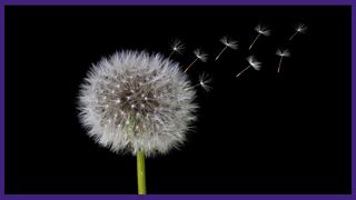 KS1 Dance: Time to Move. Spring plants - BBC Teach