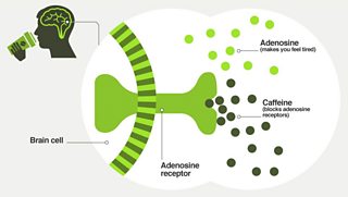 Does caffeine really make me more alert? - BBC Teach