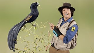 Andy's Safari Adventures - CBeebies - BBC