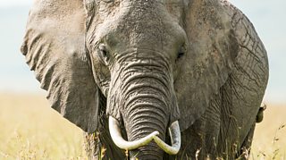 Five elephant facts you won’t forget - BBC Bitesize
