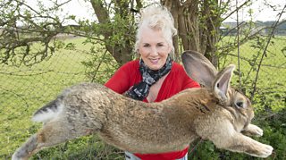 Six things you didn’t know about rabbits - BBC Bitesize