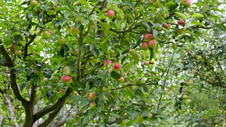 BBC Radio 4 - Radio 4 in Four - How trees are talking to you and how to ...