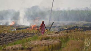 Air pollution in India - BBC News