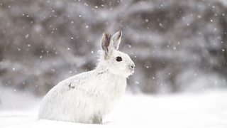 BBC One - Snow Animals - Stunning survivors: the secret skills of snow ...