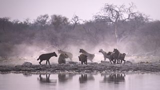 BBC Radio 4 - Radio 4 in Four - Six animals that eat people