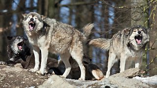 BBC Radio 4 - Radio 4 in Four - Six animals that eat people