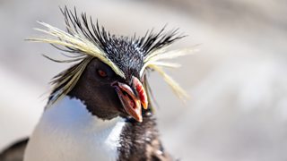 BBC One - Penguins: Meet the Family - How many penguins are there?