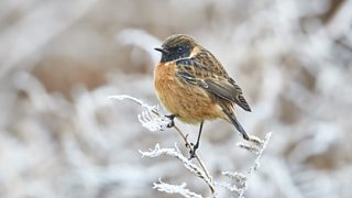 BBC Two - Winterwatch - Winter wildlife photography