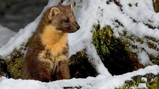 BBC Two - Winterwatch - Winter wildlife photography