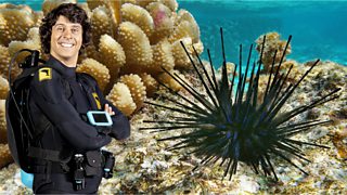Underwater - CBeebies - BBC