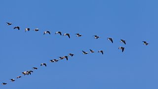 What is migration? - BBC Bitesize