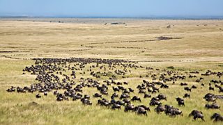 What is migration? - BBC Bitesize