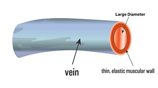 Blood and Circulation - BBC Bitesize