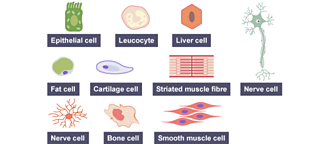 What are cells? KS3 Biology - CCEA - BBC Bitesize