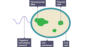 What are cells? KS3 Biology - CCEA - BBC Bitesize