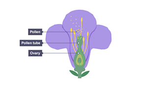 How do plants reproduce? KS3 Biology - BBC Bitesize - CCEA - BBC Bitesize