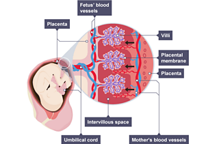 Reproduction DNA and Genetics - BBC Bitesize