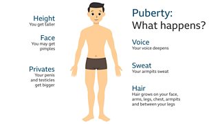 Fertilisation - Reproduction- KS3 Biology - CCEA - BBC Bitesize