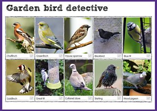 Quiz: Learn UK bird songs - Parents' Toolkit - BBC Bitesize