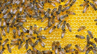 What’s all the fuss about bees? - BBC Bitesize