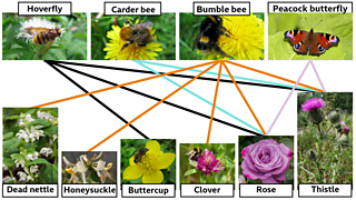 Which pollinators visit my garden? - KS1 - The Regenerators - BBC Bitesize