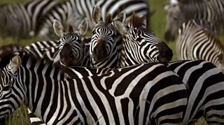 Minibeasts - BBC Teach