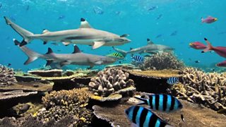 Animals with spots and stripes - BBC Teach