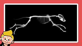 What is a vertebrate? - BBC Bitesize