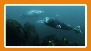 Oceans - KS2 - BBC Bitesize
