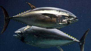 What is plankton and why is it so important? - KS2 Sustainability ...