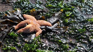 Which animals live in rock pools? - KS2 Sustainability (Humanities ...