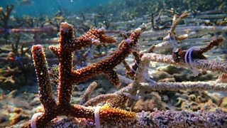 Fish ‘whoops and growls’ recorded on restored reef - BBC News