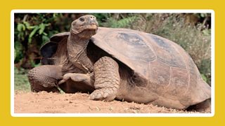 What do animals need to survive? - BBC Bitesize