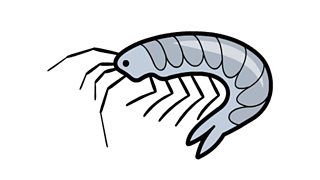 What are minibeasts? - BBC Bitesize