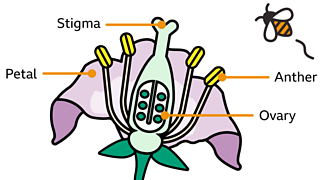 How do plants grow from a seed? - KS2 - The Regenerators - BBC Bitesize