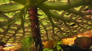 Six of the world’s most astonishing plants - BBC Bitesize
