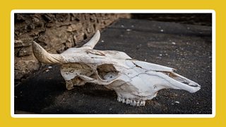 Teeth - BBC Bitesize