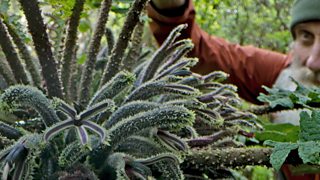 BBC One - The Green Planet - Hawaii- the capital of plant endemics… and ...
