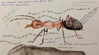 How to start a nature journal - BBC Bitesize