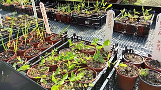 The low-maintenance edible garden for lazy gardeners - BBC Food