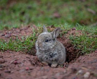 BBC Two - Springwatch - Your spring wildlife photography: Top ten countdown