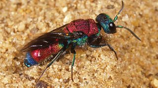 Four summer insects to look out for in the home. - BBC Bitesize