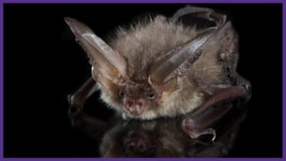 How to spot bats in the UK - Parents' Toolkit - BBC Bitesize