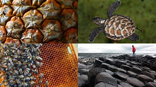 Learn about tessellations with BBC Bitesize Key Stage 3 Maths. - BBC ...