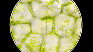 Cell biology - GCSE Biology (Single Science) - BBC Bitesize