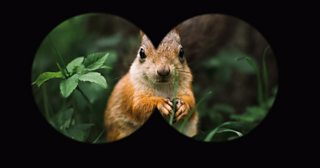 Forest Animals - BBC Bitesize