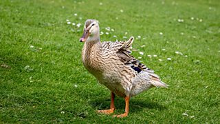 Farm Animals - BBC Bitesize